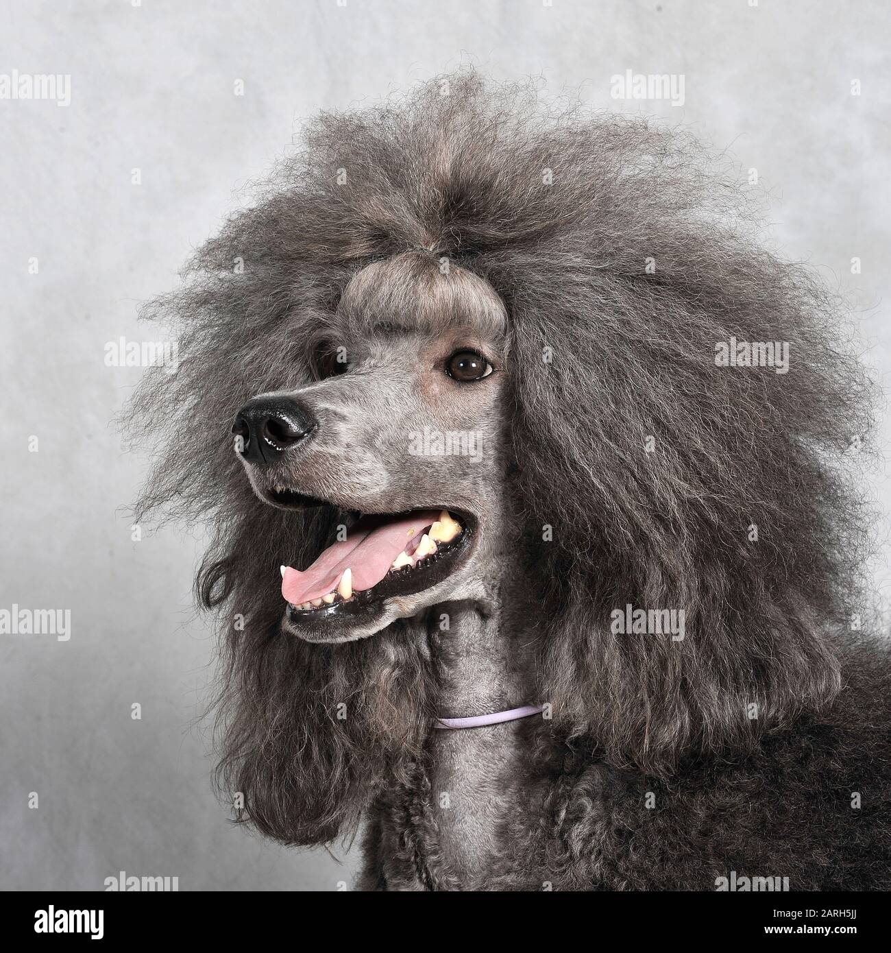 standard poodle head study Stock Photo - Alamy