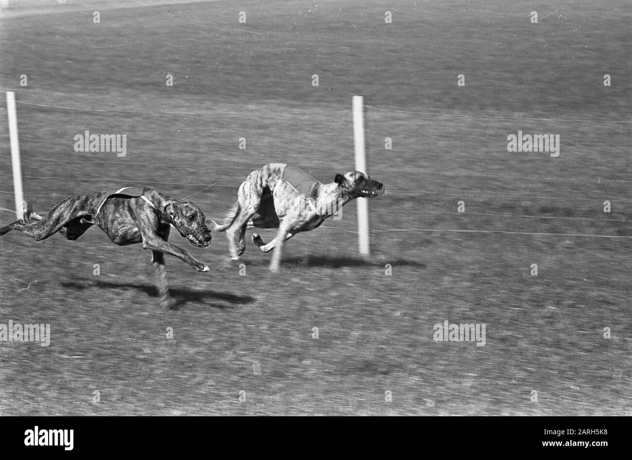 Black And White Racing Greyhound