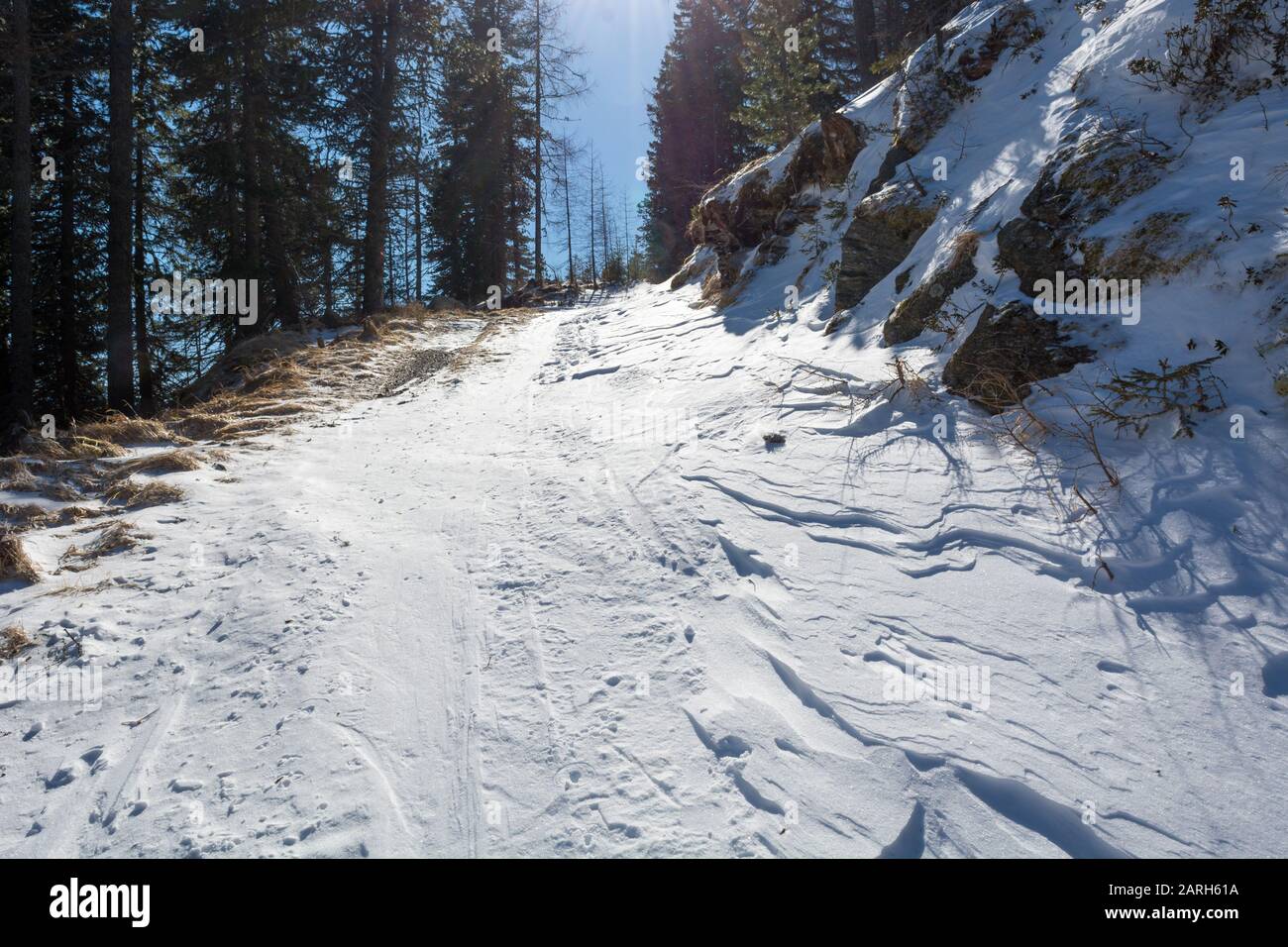Forest path leading uphill hi-res stock photography and images - Alamy