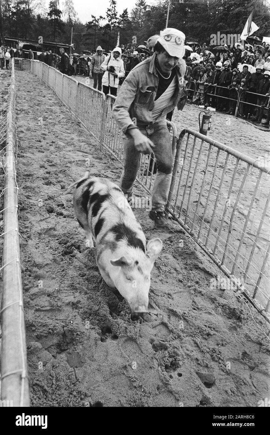 Pig races hi-res stock photography and images - Alamy