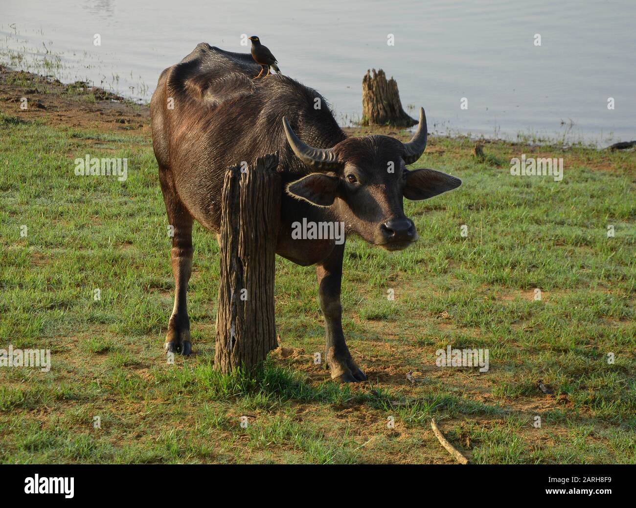 Curious Water Bull Stock Photo - Alamy