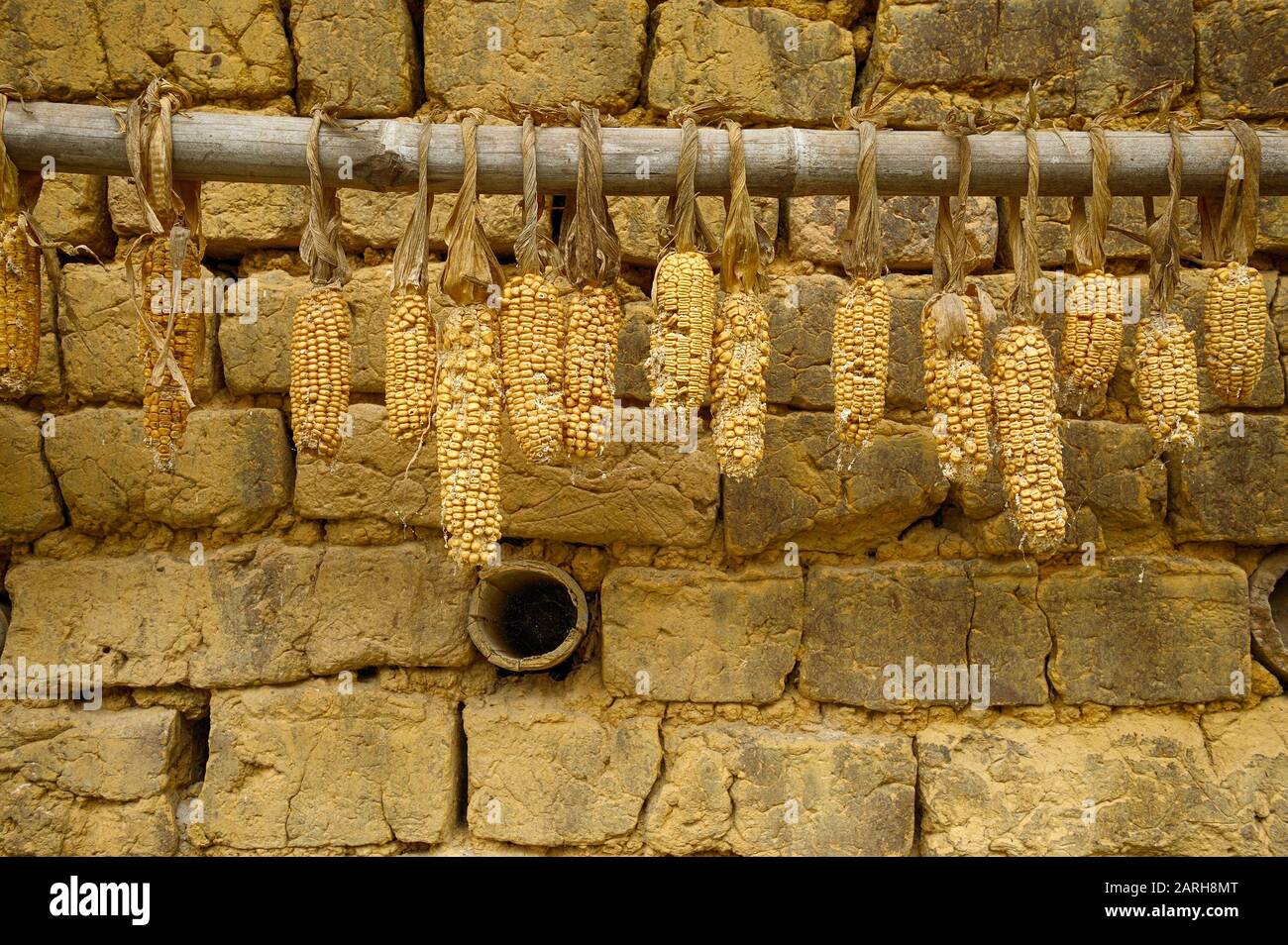 Drying of the corncobs hi-res stock photography and images - Alamy