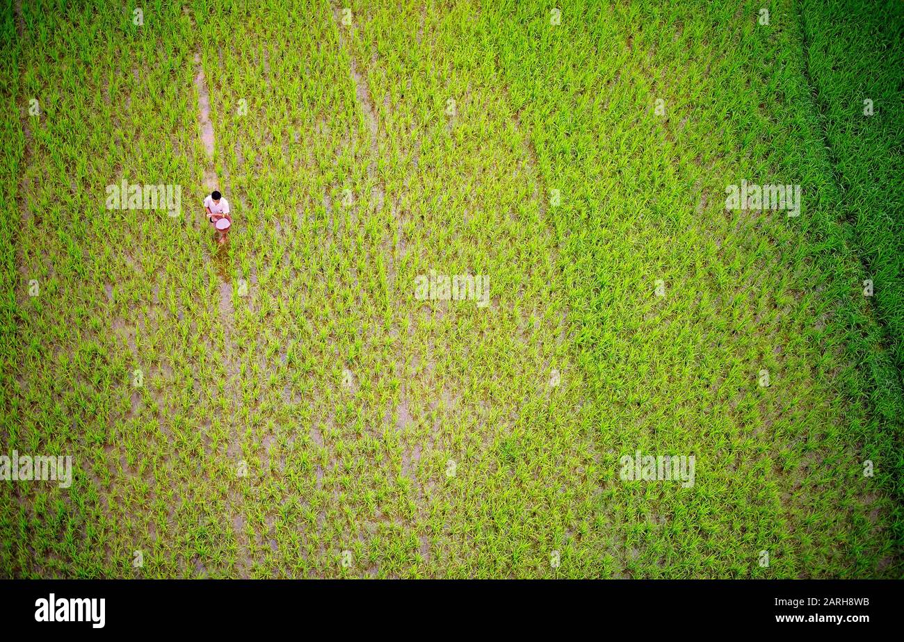 Aerial view of peasant manually fertilizing rice plantation Stock Photo ...