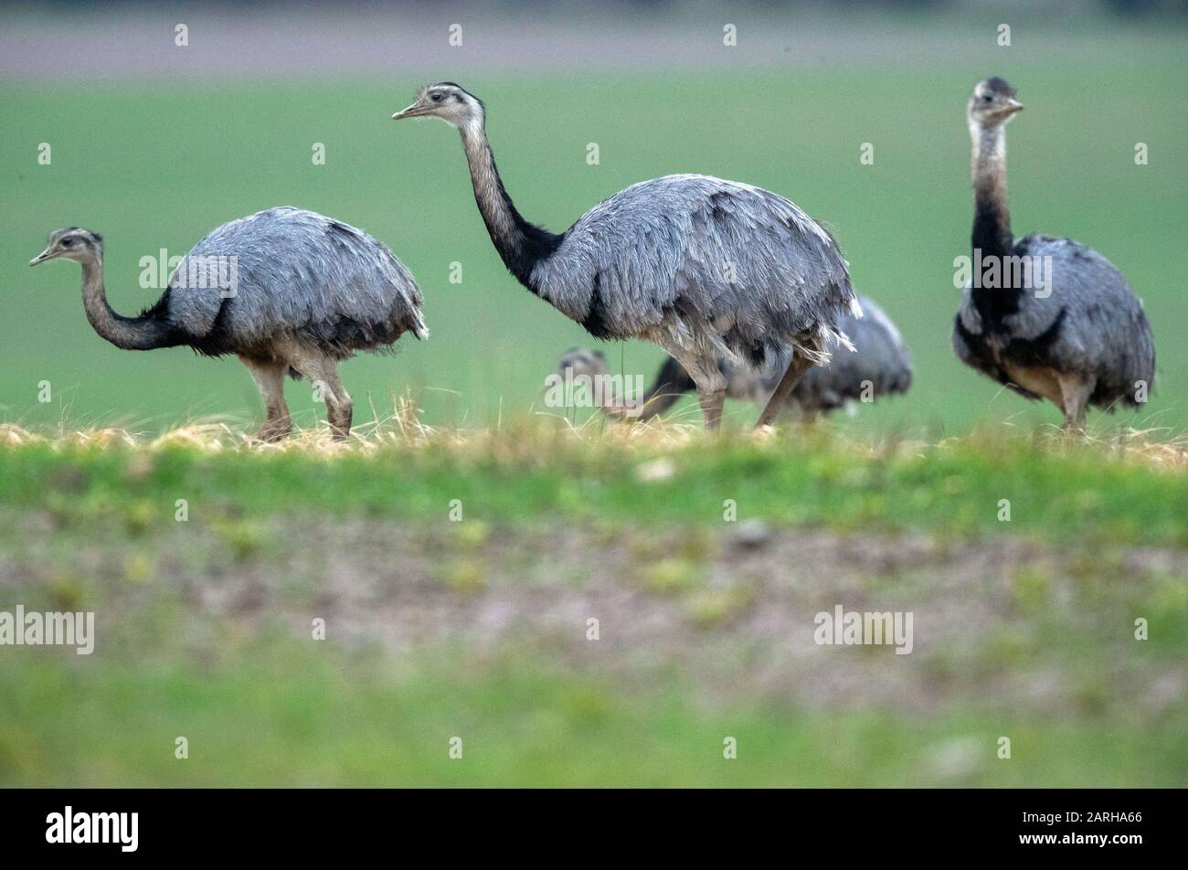 Ratites hi-res stock photography and images - Alamy