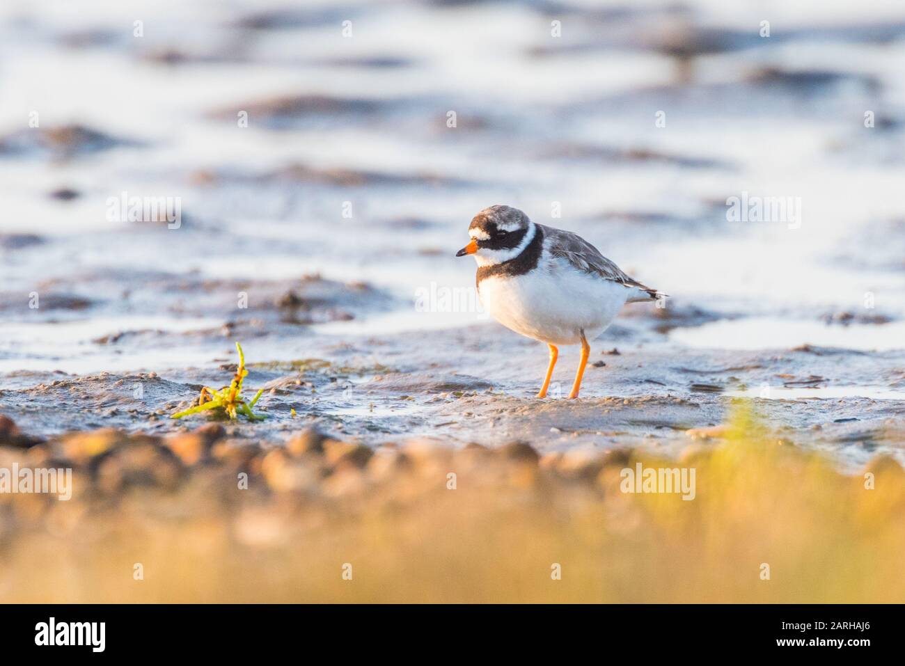 Adult common ringed plover hi-res stock photography and images - Alamy