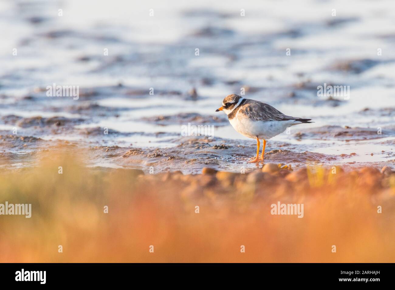 Adult common ringed plover hi-res stock photography and images - Alamy