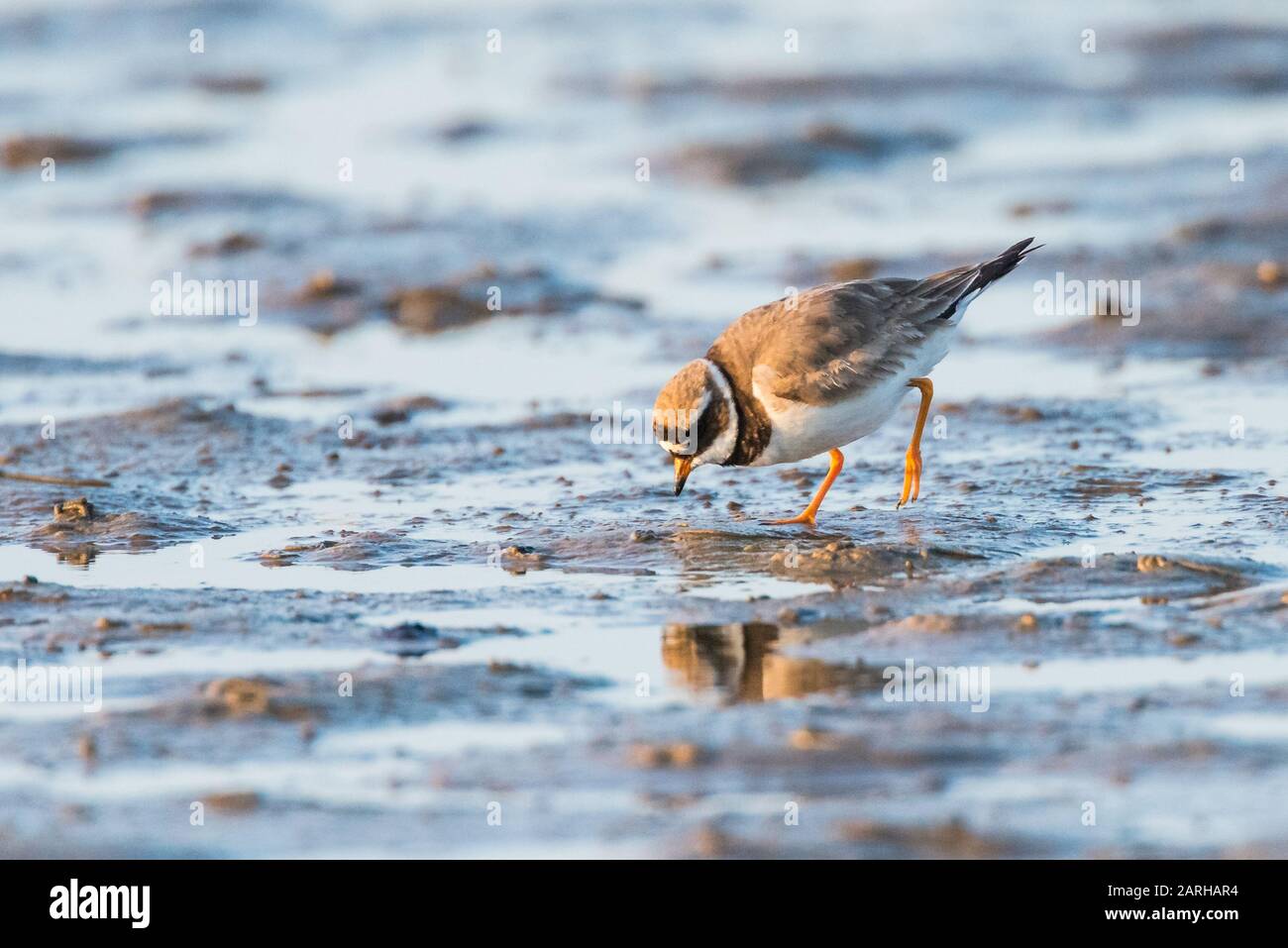 Bird on mudflat hi-res stock photography and images - Alamy