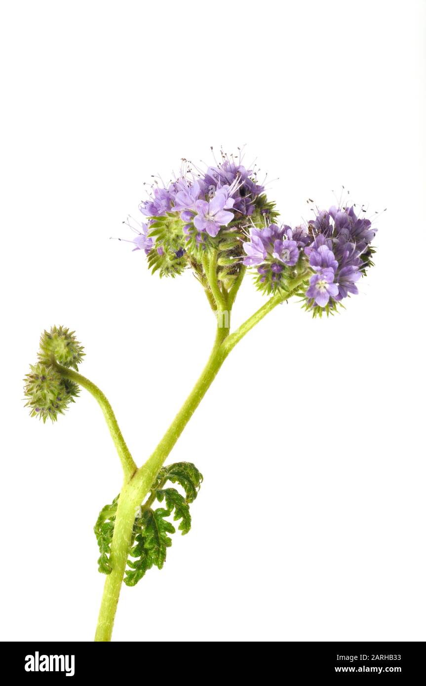 Phacelia on white background Stock Photo - Alamy