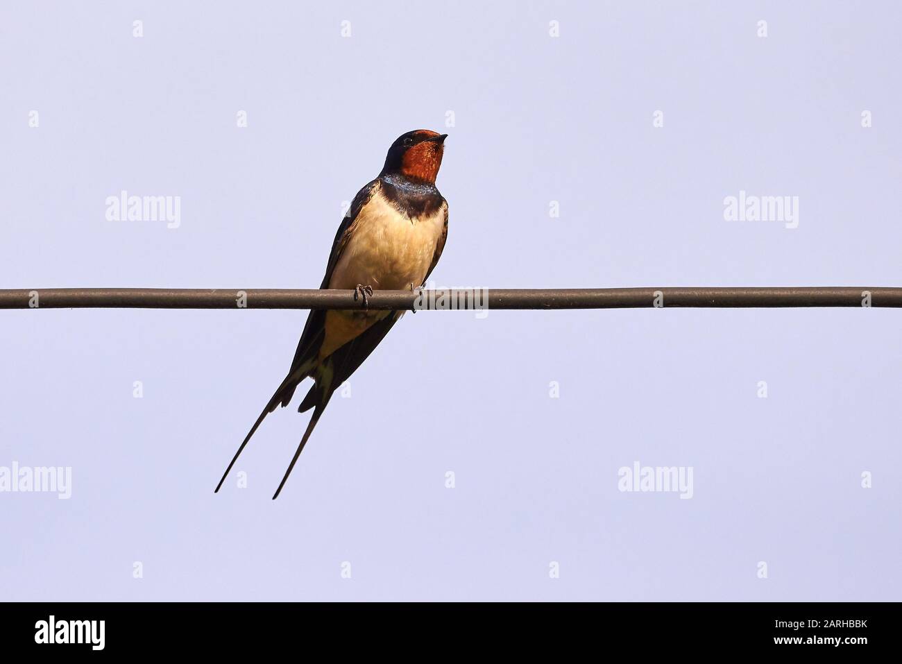 Closeup barn swallow sitting hi-res stock photography and images - Alamy