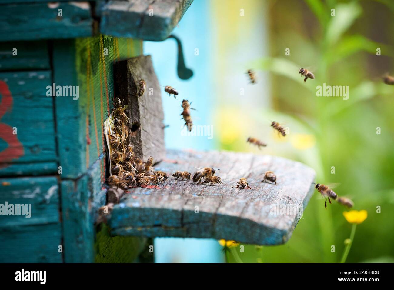 Bees, wooden beehive in spring season Stock Photo - Alamy