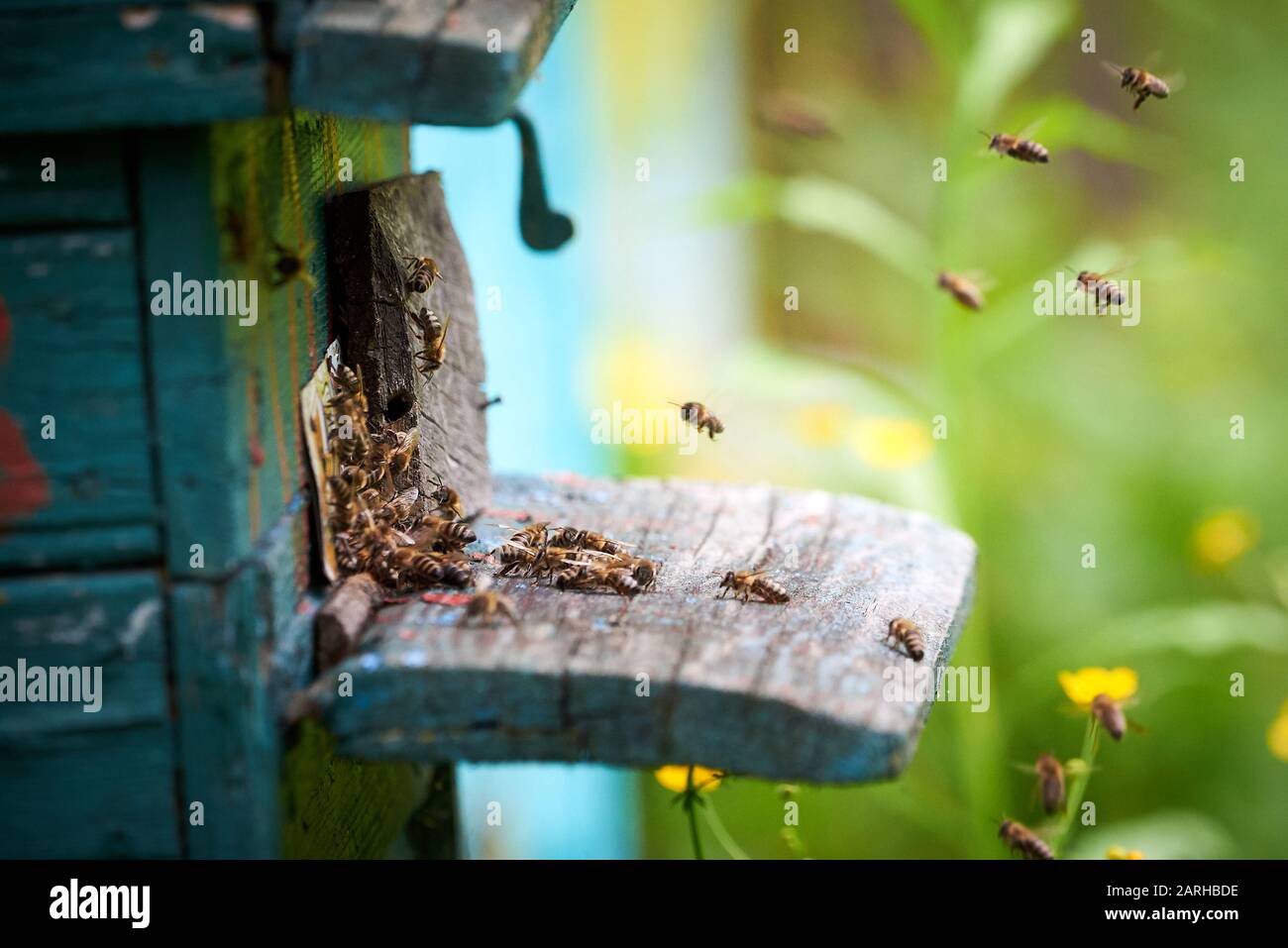 Bees, wooden beehive in spring season Stock Photo - Alamy