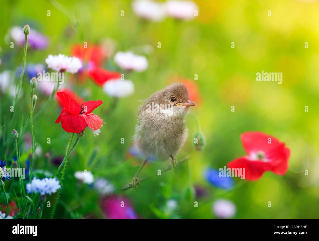 Poppy birds hi-res stock photography and images - Alamy