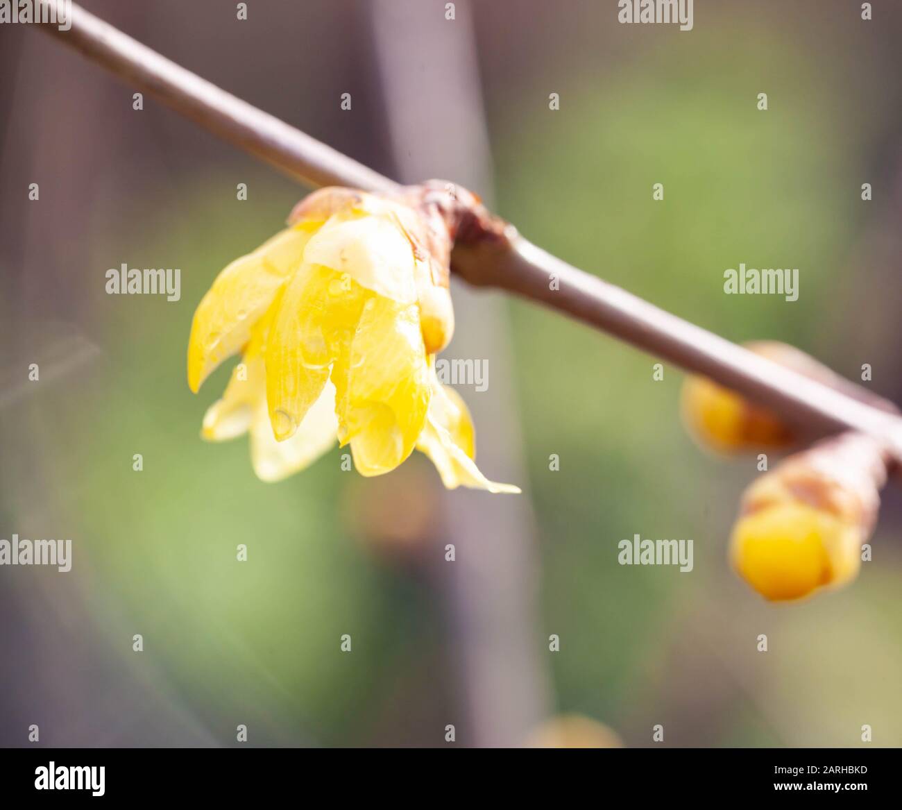 Chimonanthus praecox ‘luteus hi-res stock photography and images - Alamy