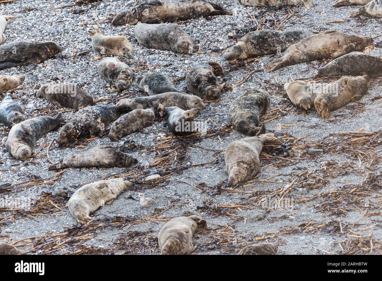 Colony of seals hi-res stock photography and images - Alamy