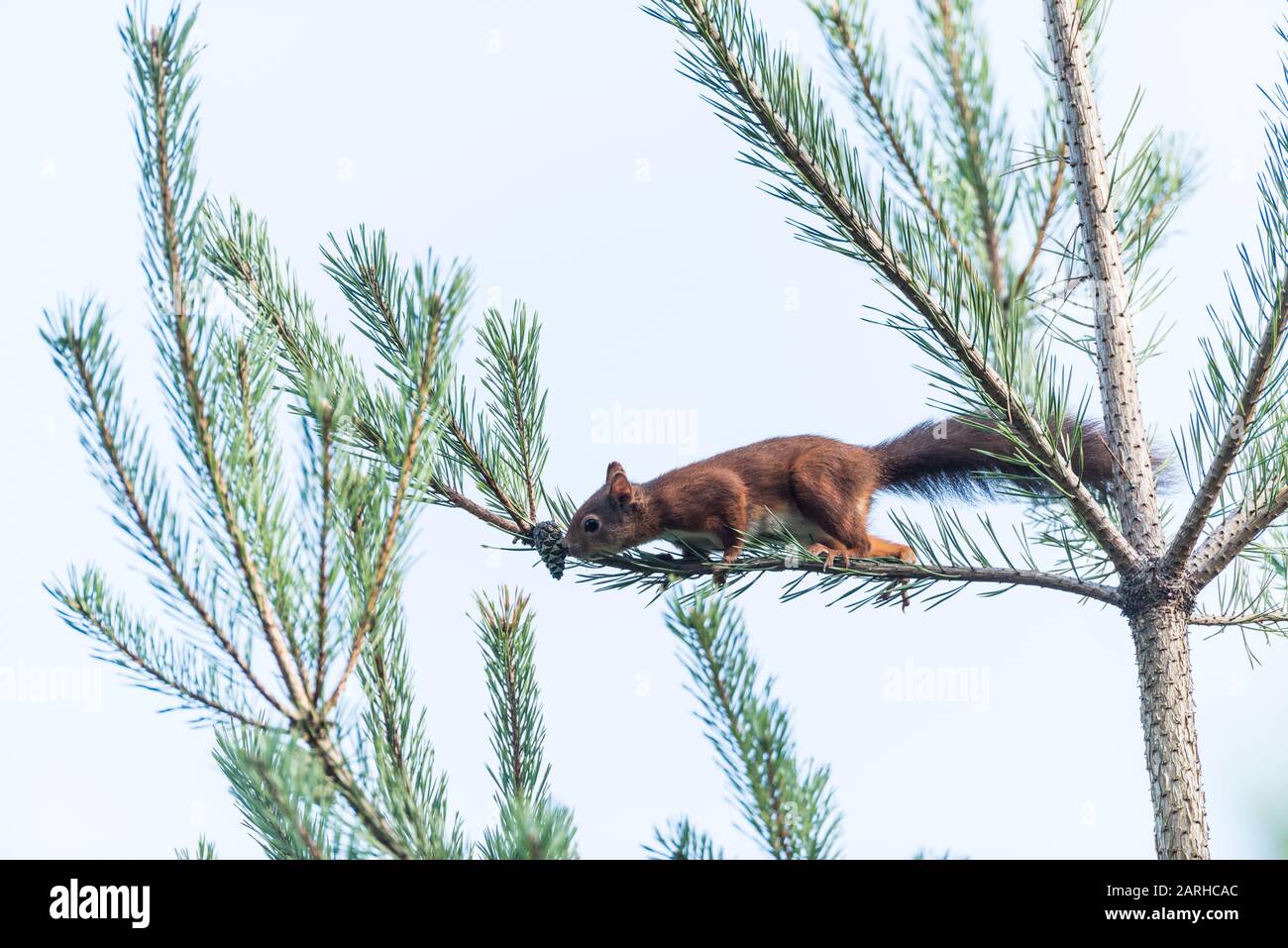 Alamy squirrel hi-res stock photography and images - Alamy