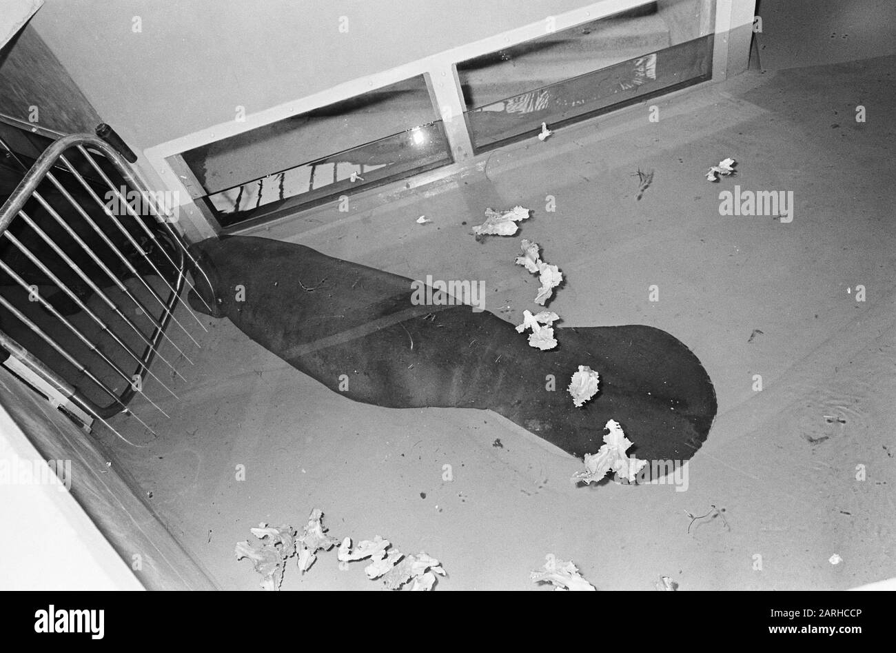 Sea cow in water basin of zoo Artis manatees, mammals Date: 18 October ...