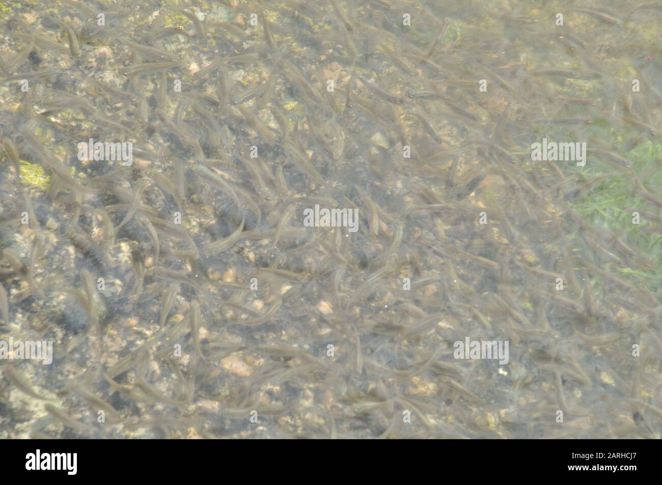 group of small fish Stock Photo - Alamy