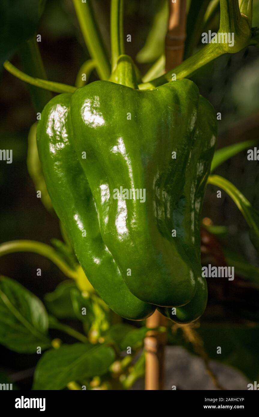 green sweet bell pepper fruit Stock Photo - Alamy