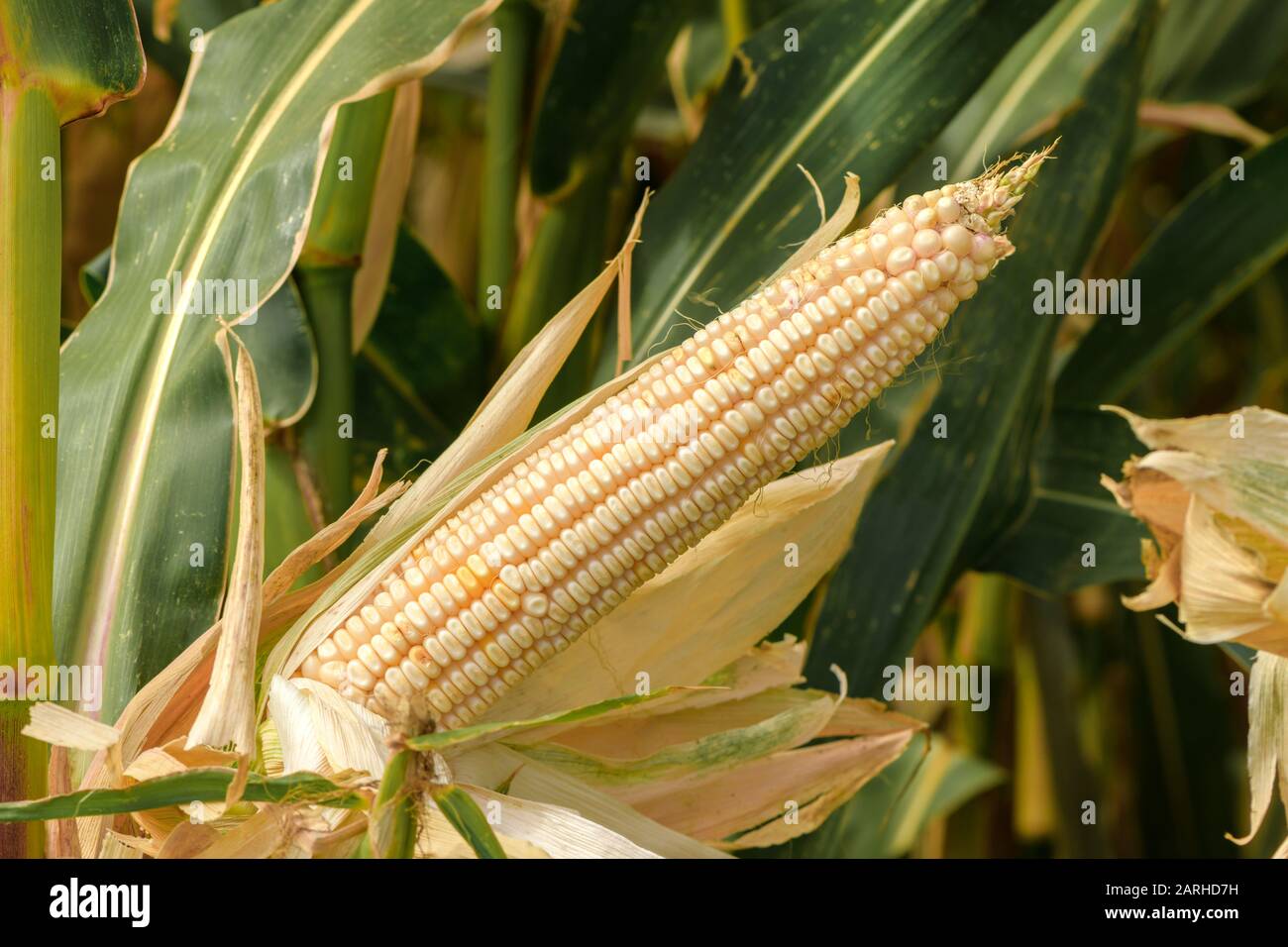 Corn on the cob with white kernels growing in cultivated agricultural ...