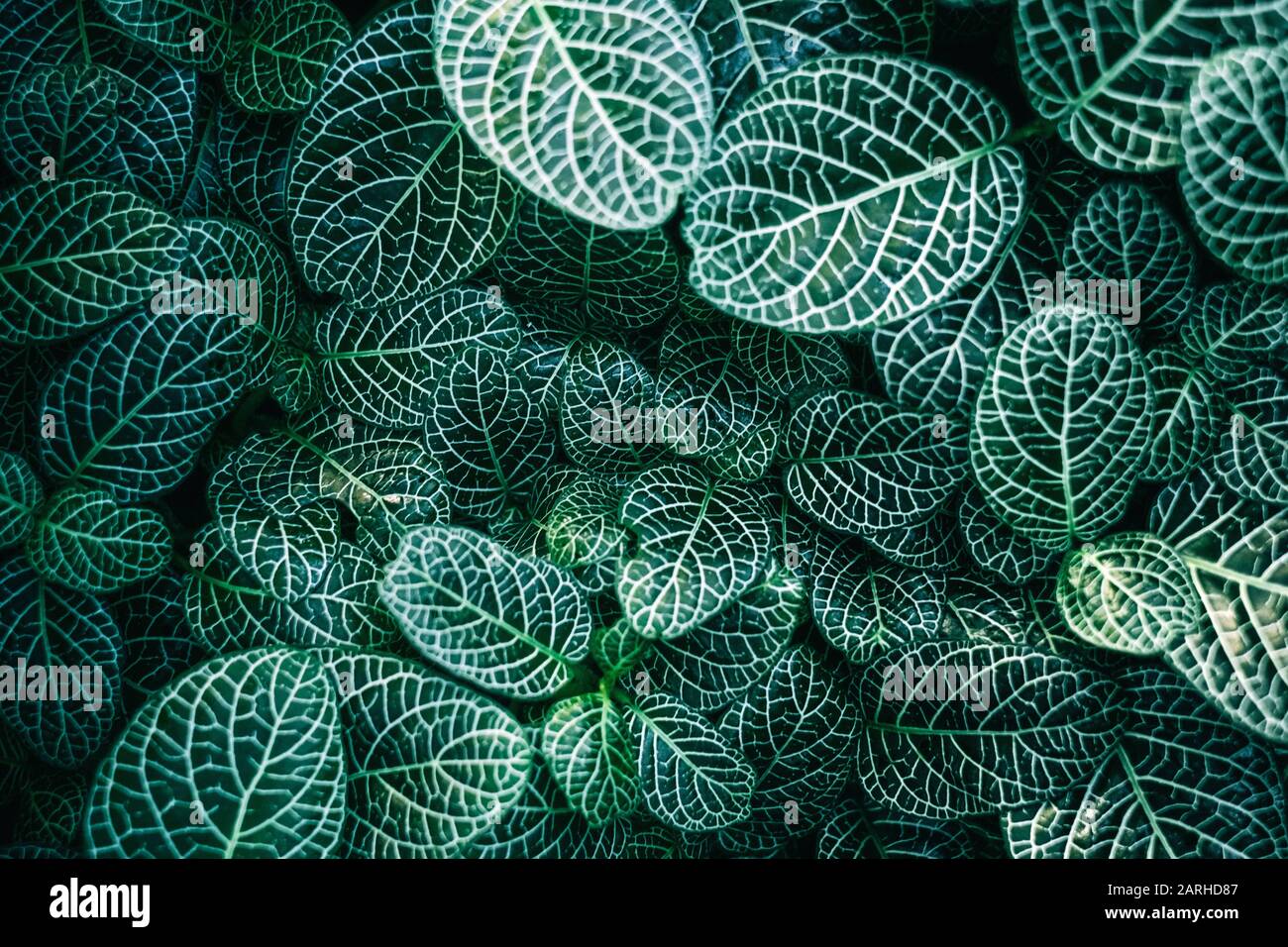 Nice structure hi-res stock photography and images - Alamy