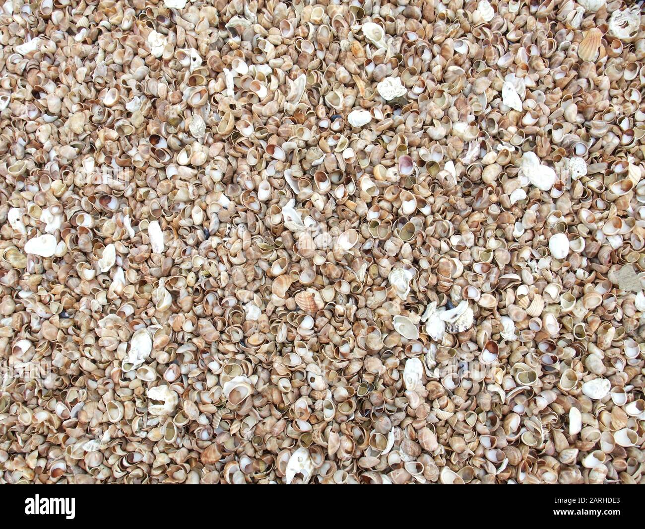 Crepidula hi-res stock photography and images - Alamy