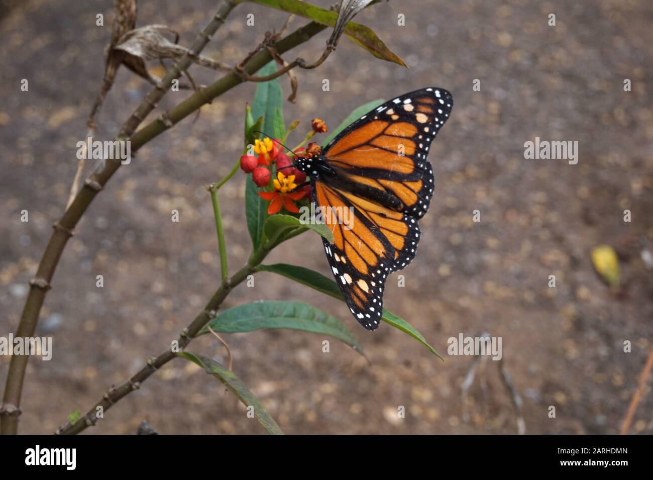 Monarch butterfly, Danaus plexippus, Maspalomas Botanical Gardens, Gran ...
