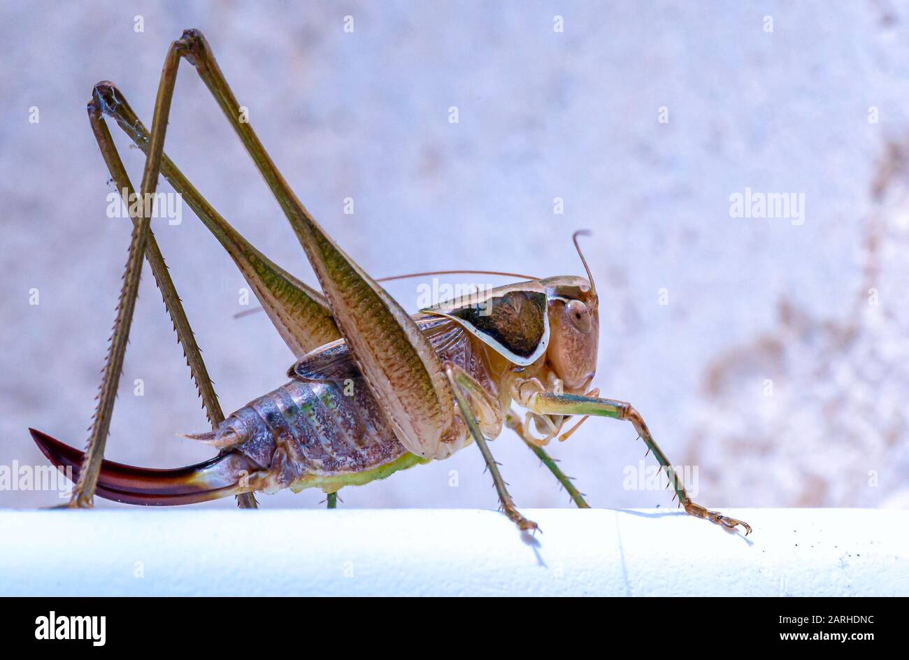 Insect with long legs hi-res stock photography and images - Alamy