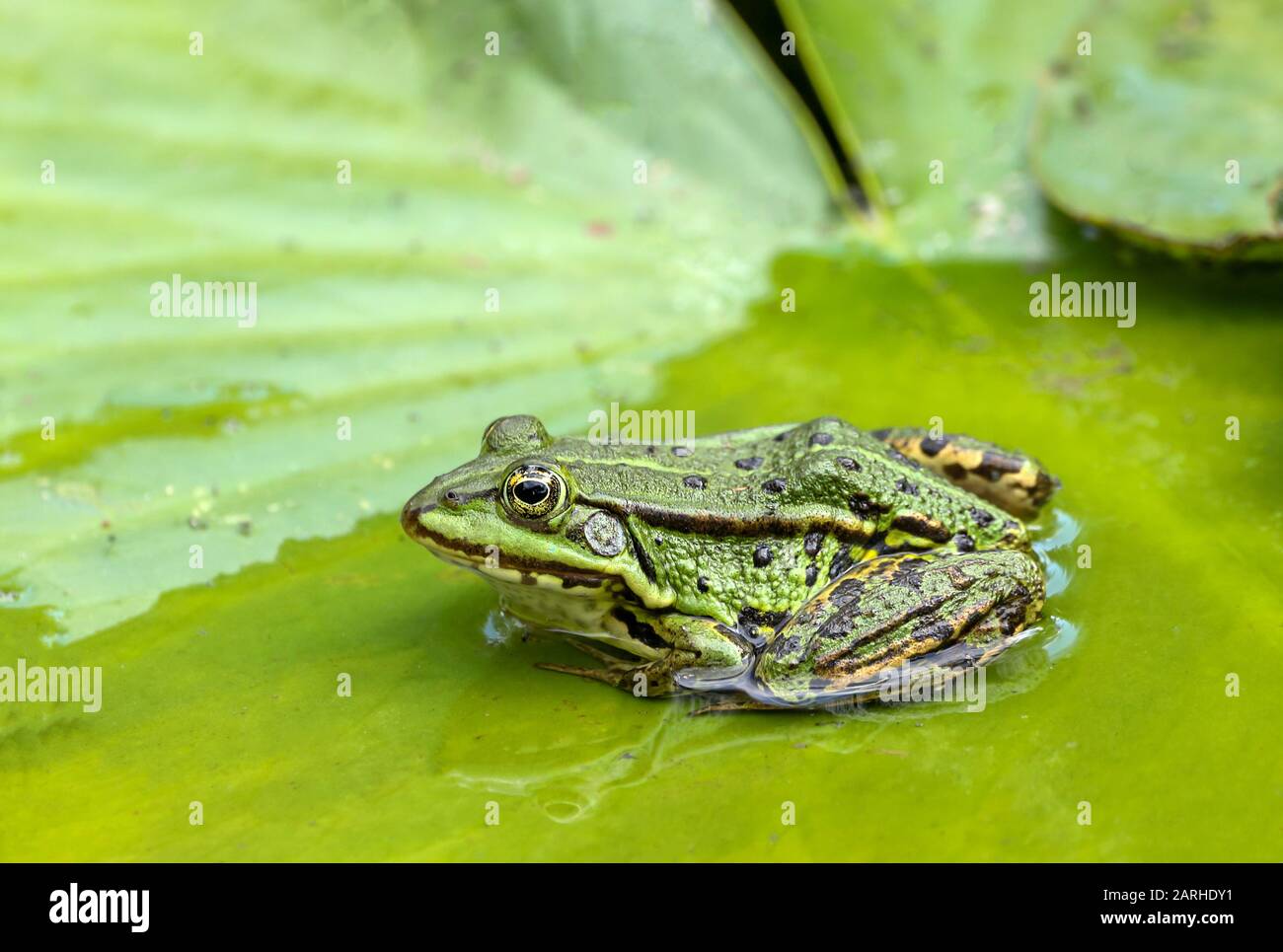 Frog on lily pad hi-res stock photography and images - Alamy