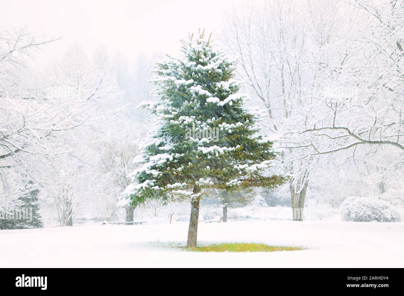 Snow falling on pine tree hi-res stock photography and images - Alamy