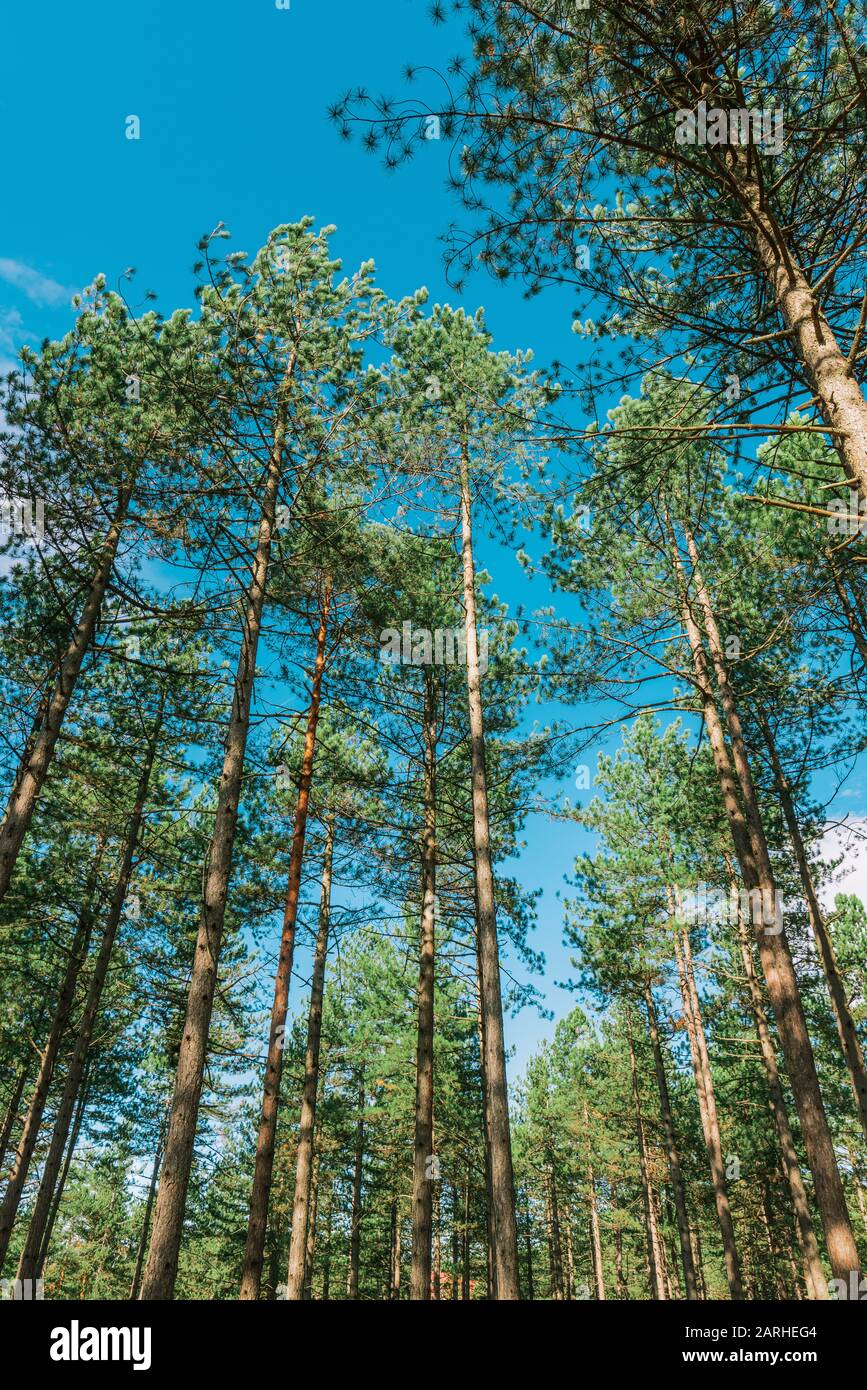 Evergreen forest tree hi-res stock photography and images - Alamy