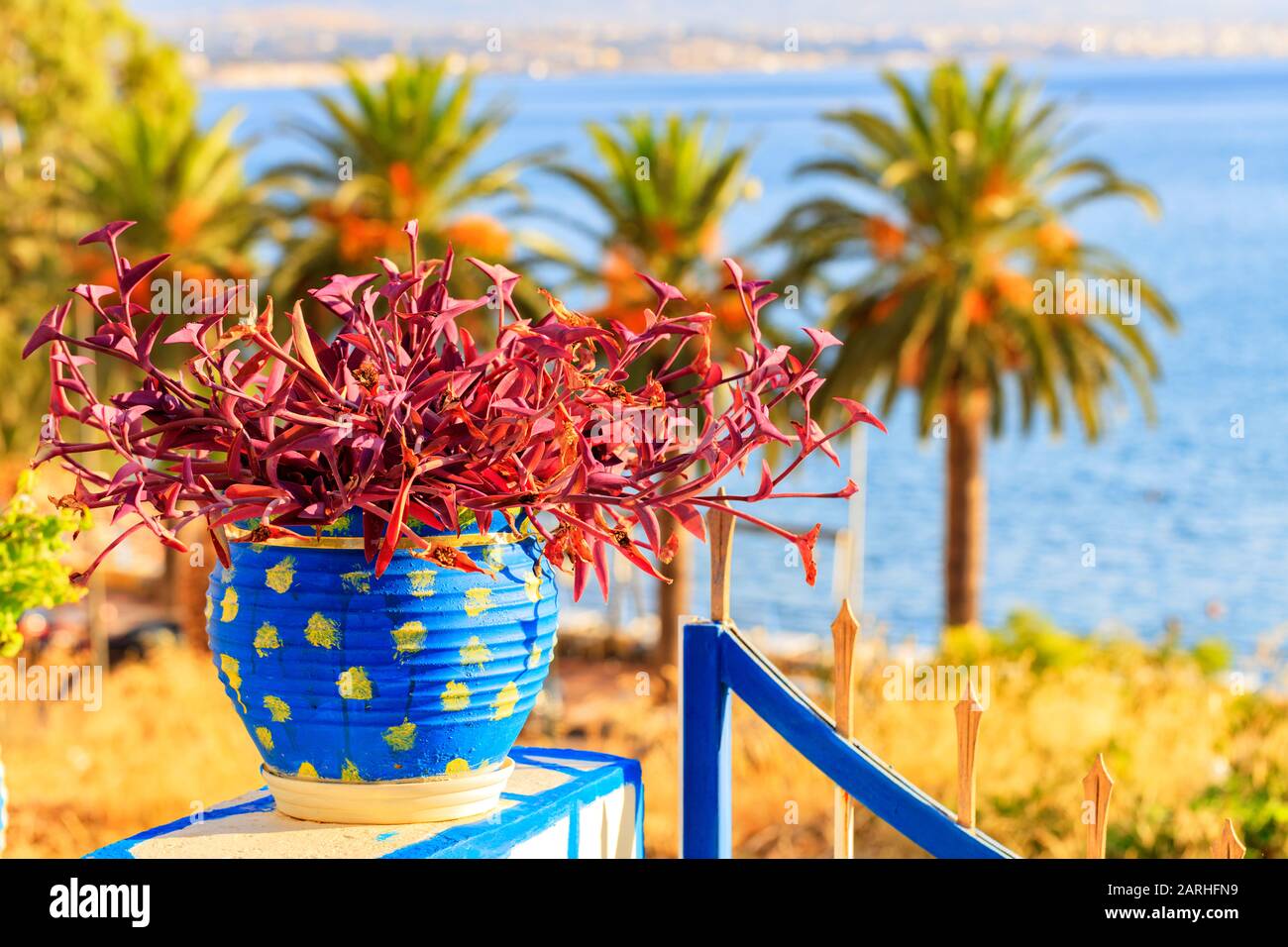Bay trees pot hi-res stock photography and images - Alamy