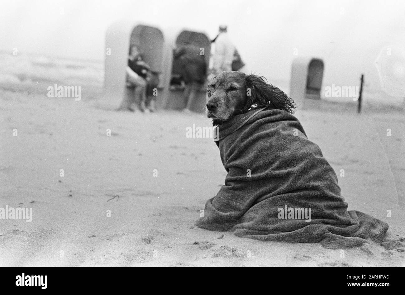 Summer at the end. Dog in bath towel on the beach Date: August 15, 1967 ...
