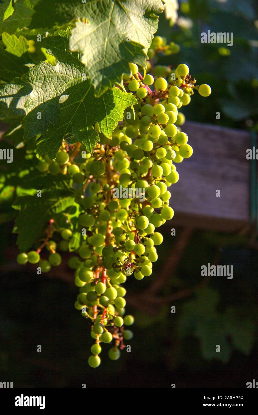 Sunlight for citrus plants hi-res stock photography and images - Alamy