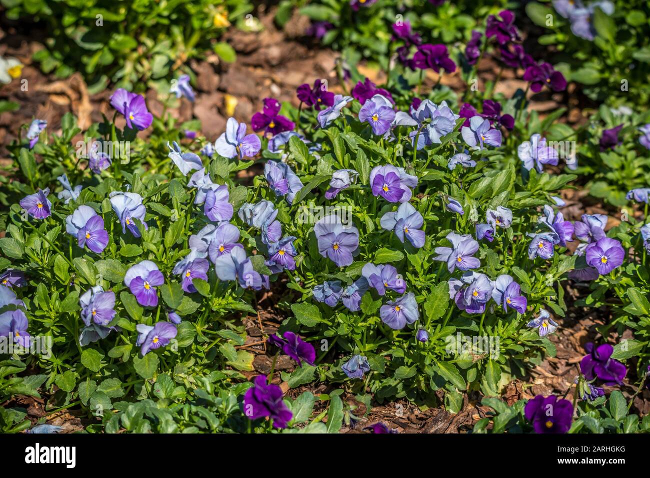 A grouping of different varieties of purple color pansies on display in ...