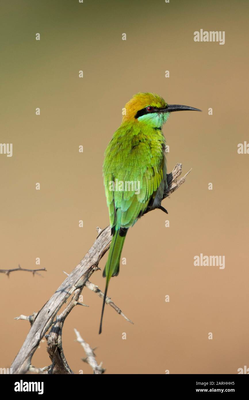 Little green bee eater (Merops orientalis), Sri Lanka Stock Photo - Alamy