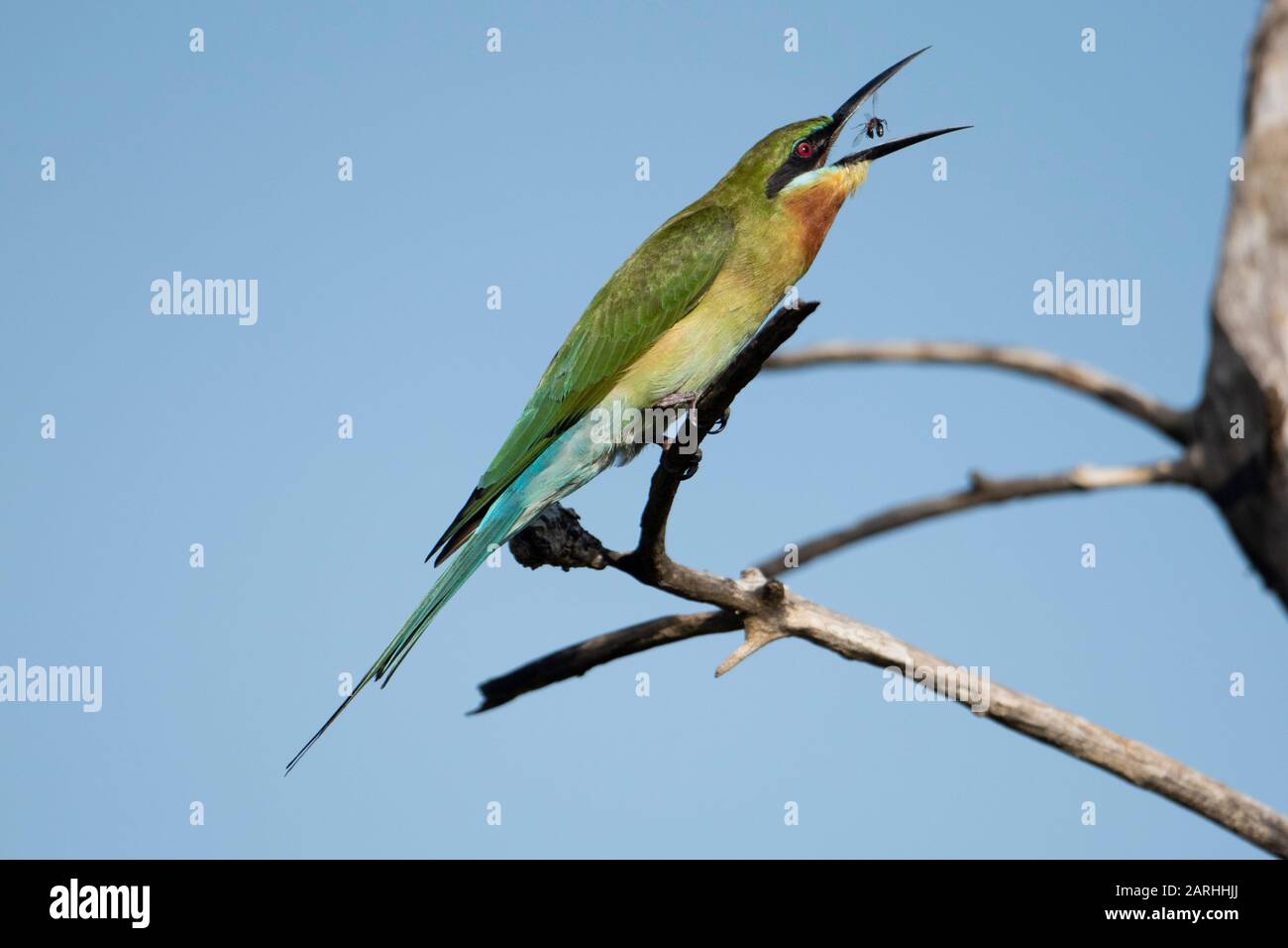 Blue-tailed bee-eater (Merops philippinus) perched, eating insect/bee ...