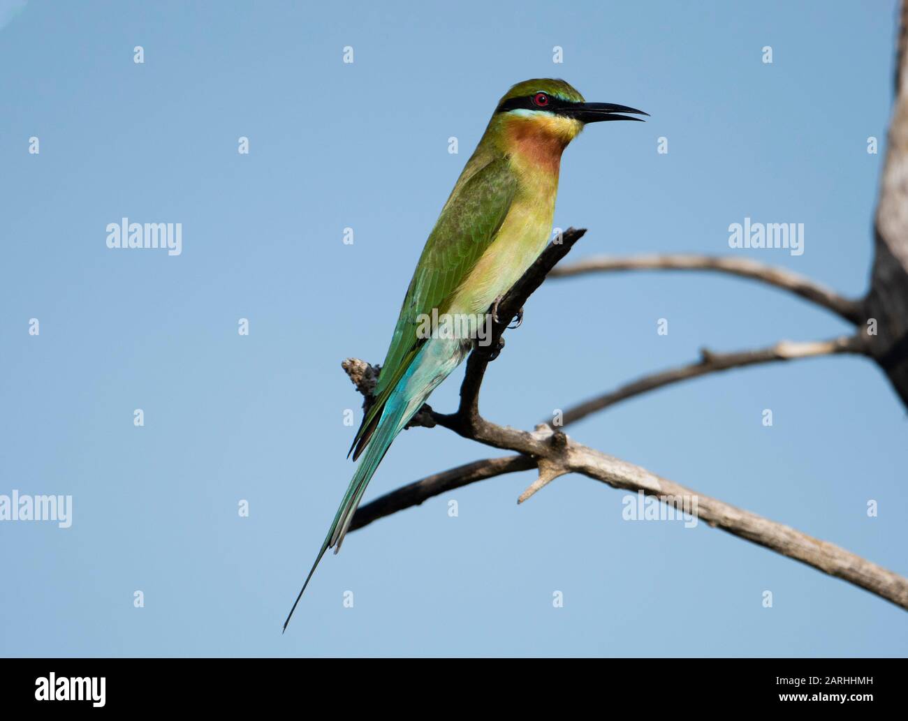 Blue-tailed bee-eater (Merops philippinus) perched, eating insect/bee ...