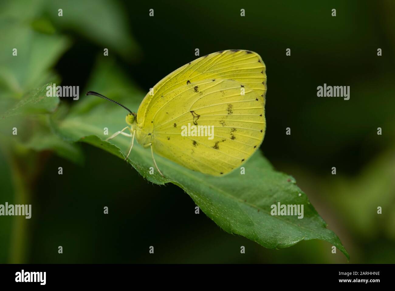 Common Grass Yellow Tiny Bugs