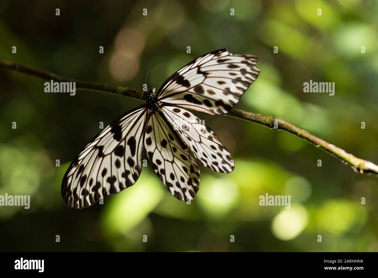 Ceylon Tree Nymph, Idea iasonia, in rainforest, wings open resting, Sri ...