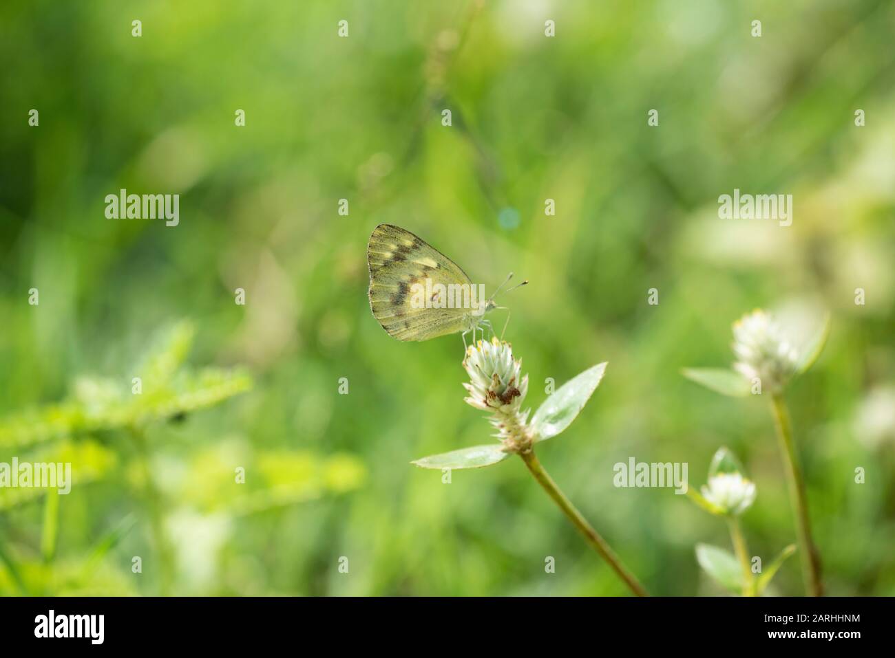 Colotis hi-res stock photography and images - Alamy
