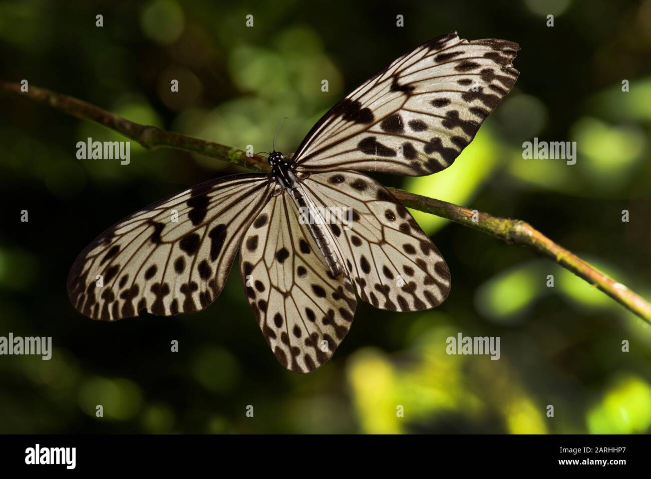 Ceylon Tree Nymph, Idea iasonia, in rainforest, wings open resting, Sri ...