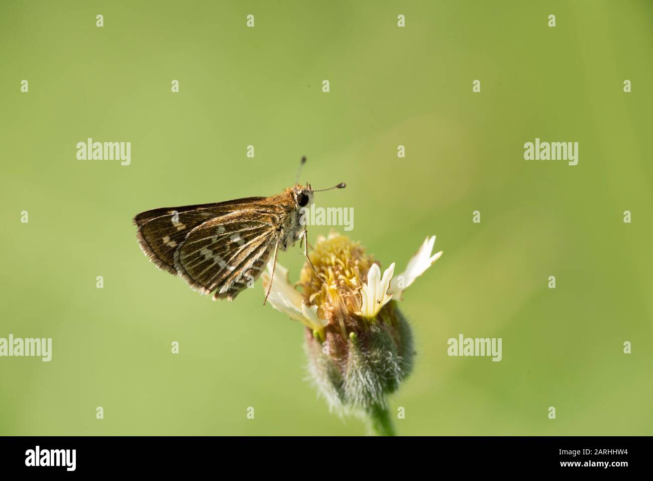 Sri Lankan Lowland Ace Butterfly, Ceylon Ace, Halpe ceylonica, resting ...