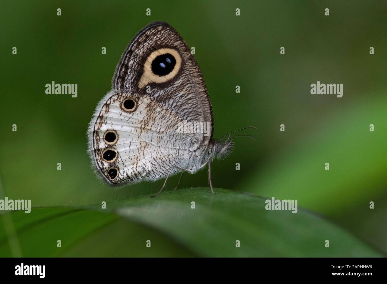 White Four-ring Butterfly, Ypthima ceylonica, resting on leaf in forest ...