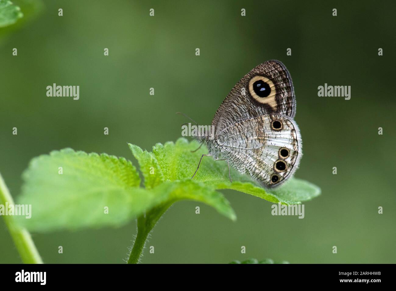 White Four-ring Butterfly, Ypthima ceylonica, resting on leaf in forest ...