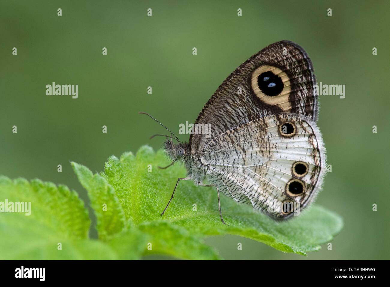 White Four-ring Butterfly, Ypthima ceylonica, resting on leaf in forest ...