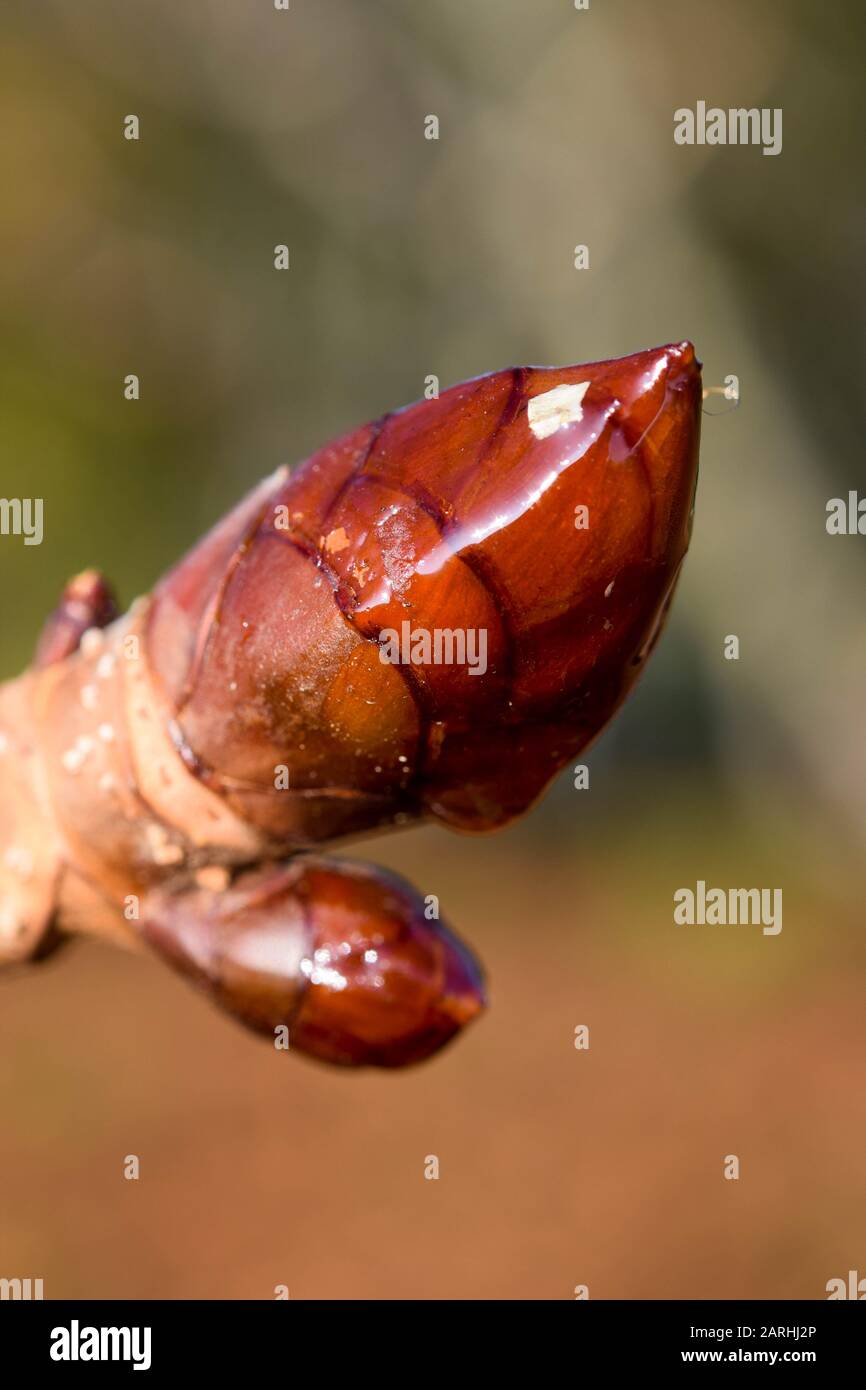 The sticky and shiny bud of a tree in spring time Stock Photo - Alamy