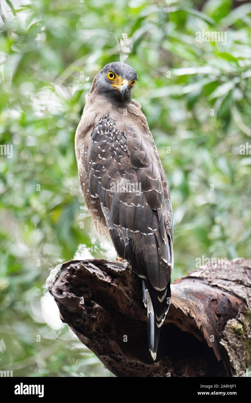 Crested Serpent Eagle