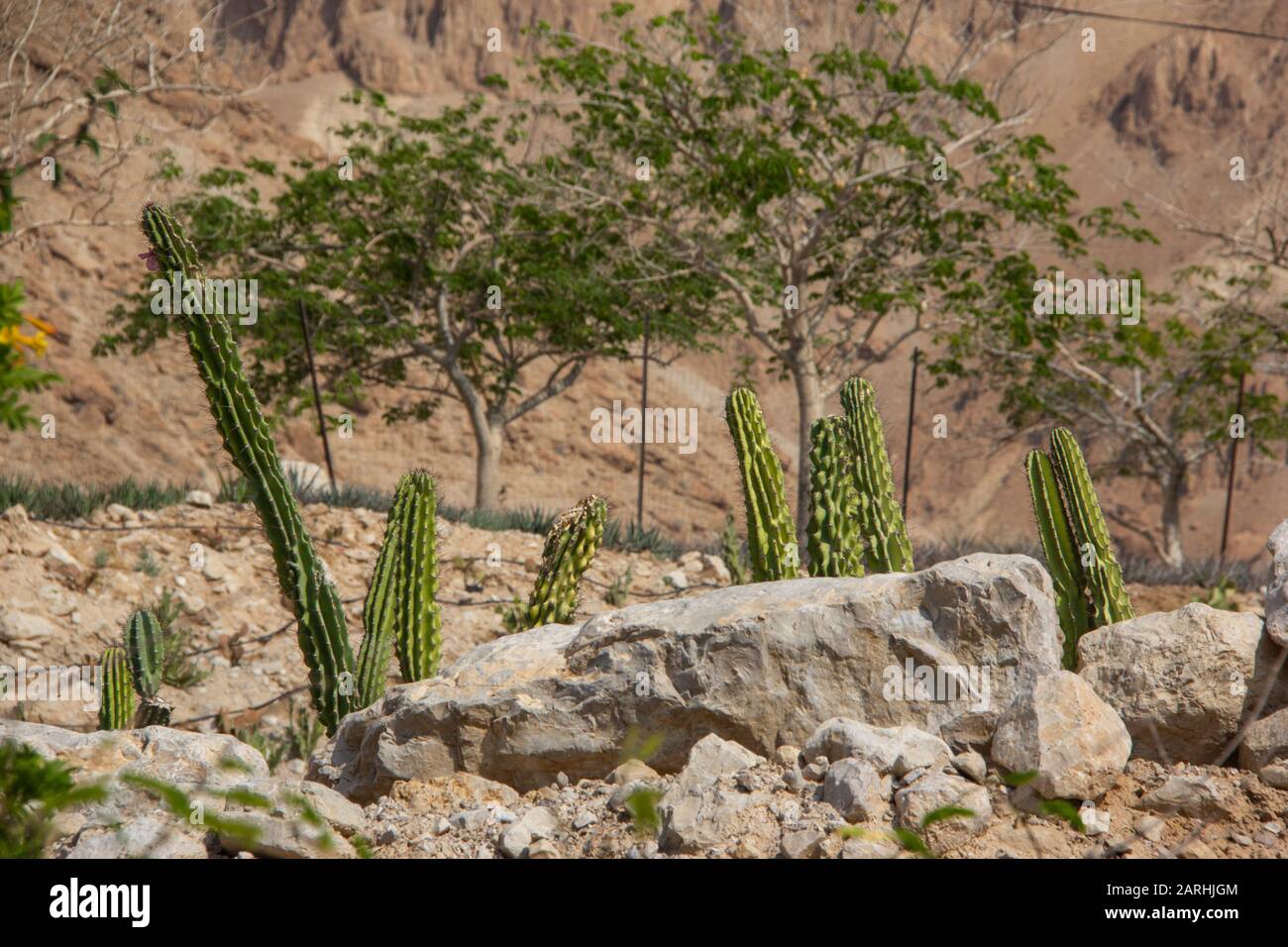 Cactus desert middle east hi-res stock photography and images - Alamy