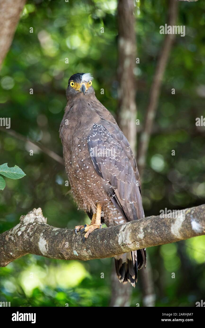 Crested Serpent Eagle, Spilornis cheela, perched in tree, Wilpattu ...