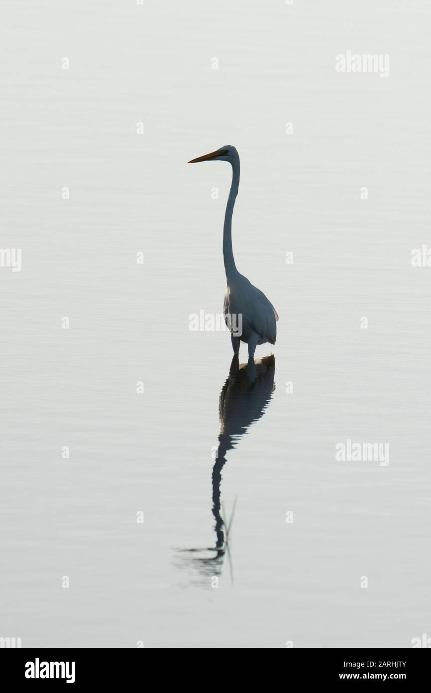 Egret shape hi-res stock photography and images - Alamy